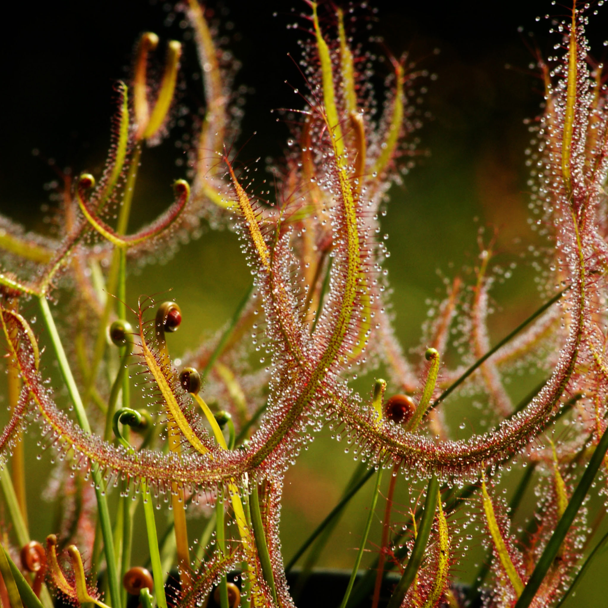 Drosera capensis - Boutique de plantes carnivores - Eden Carnivore