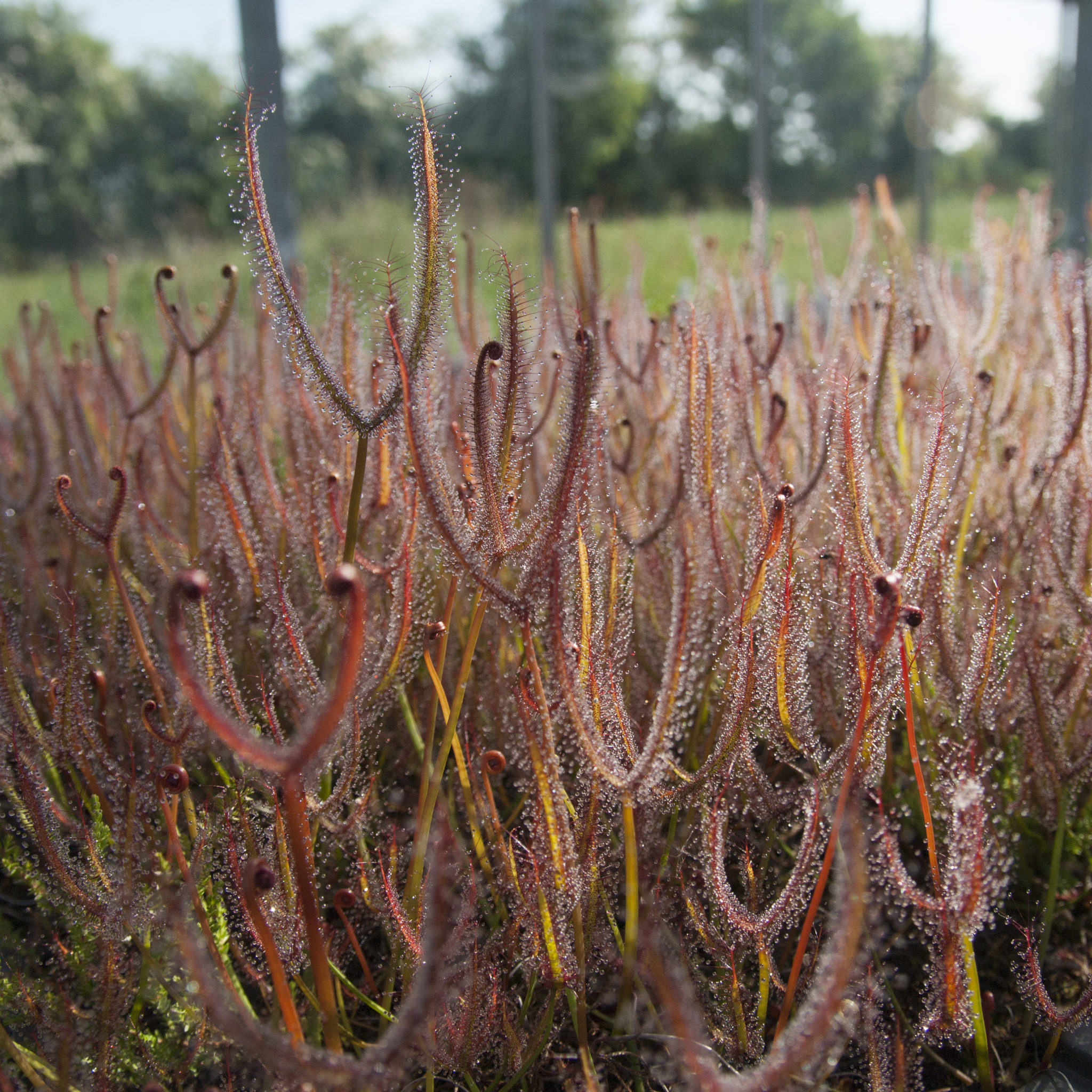 Drosera binata - Boutique de plantes carnivores - Eden Carnivore