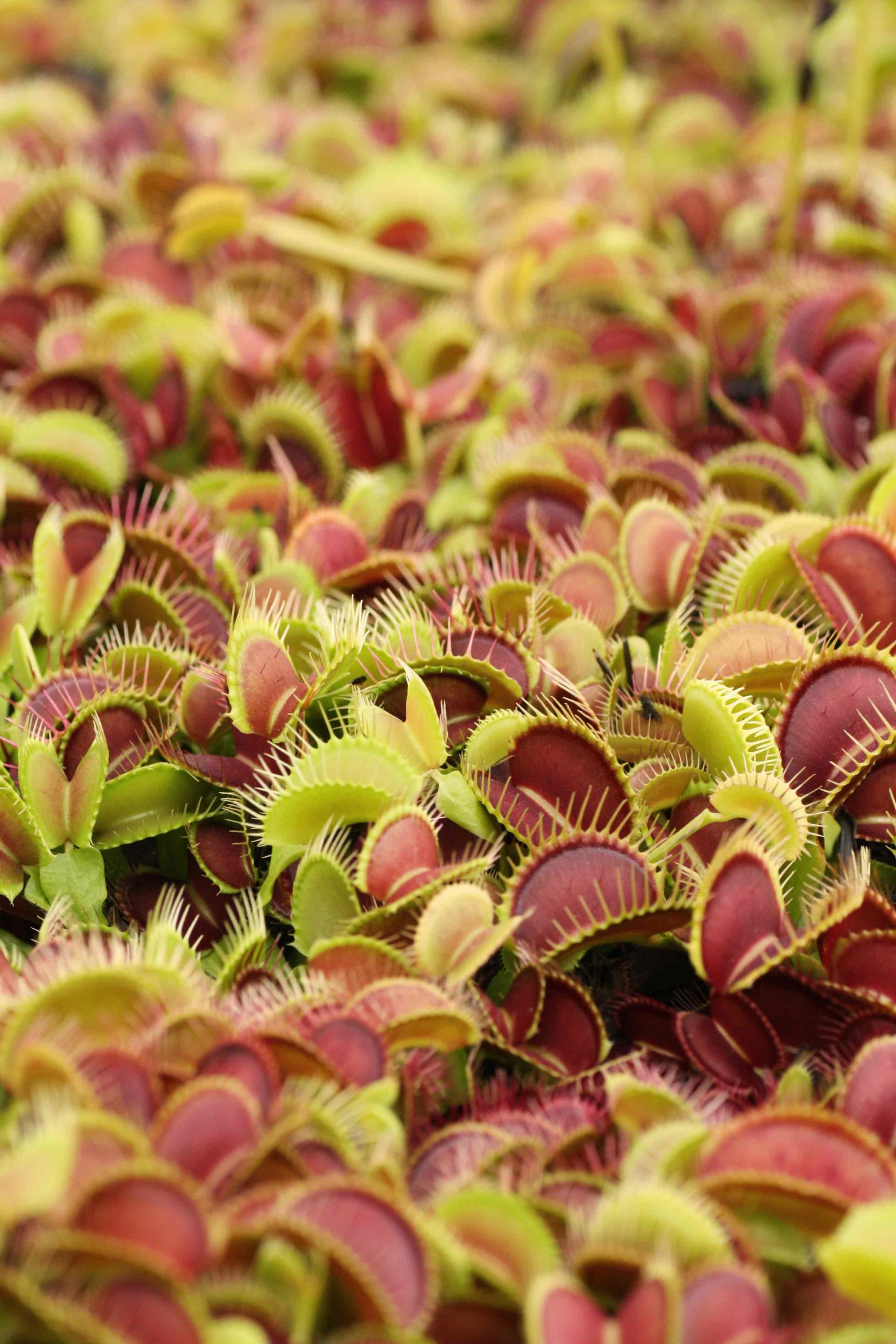 La reproduction du Dionaea muscipula - Eden Carnivore