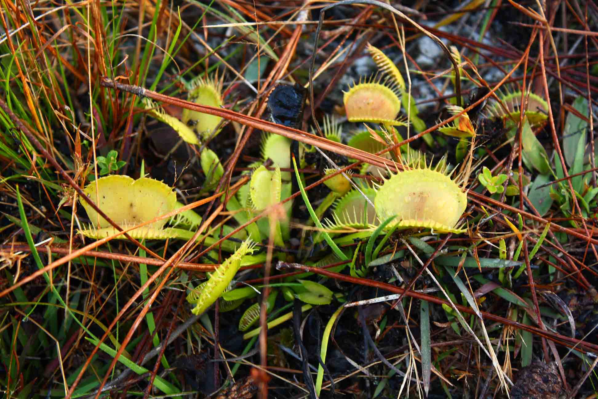 Dionaea muscipula - Présentation et explications - Eden Carnivore