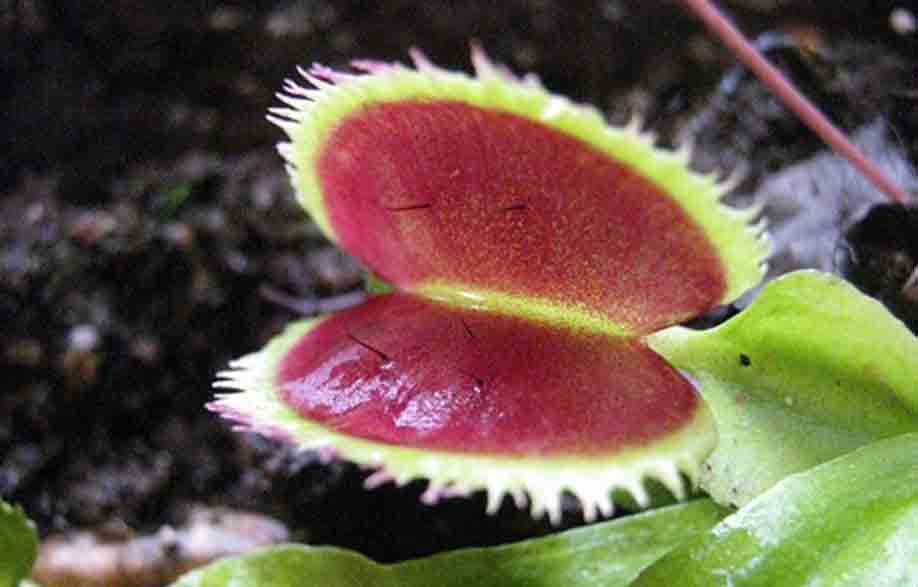 Dionaea muscipula - Présentation et explications - Eden Carnivore