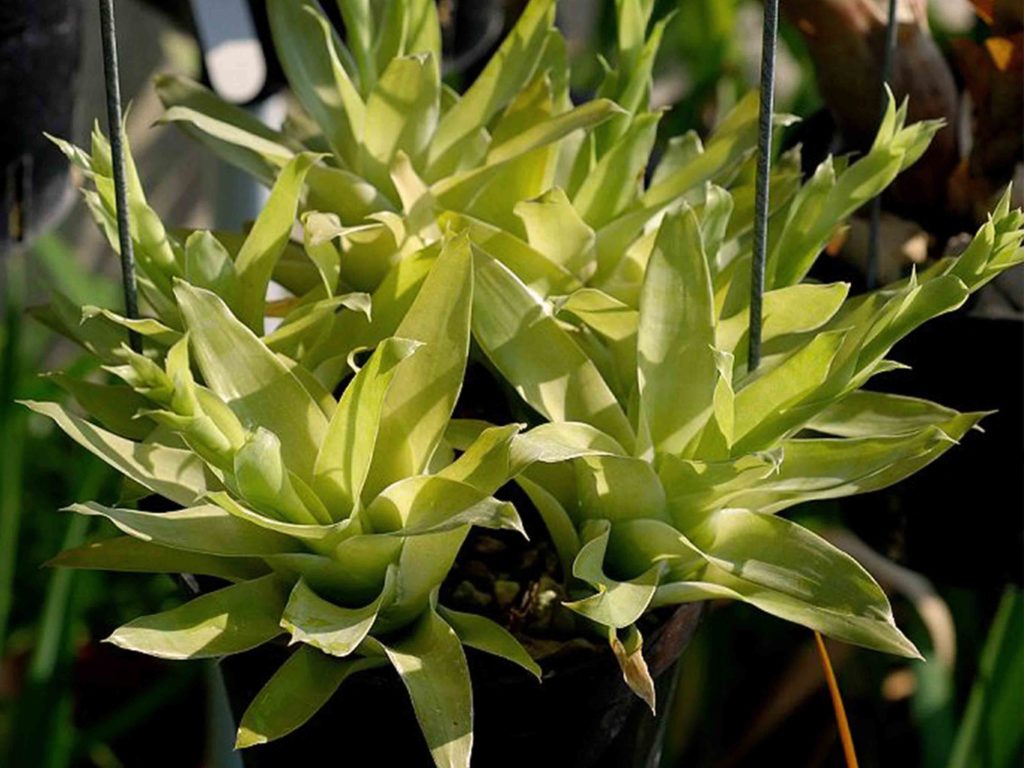 Blog sur les plantes carnivores - Eden Carnivore - Astuces et Conseils