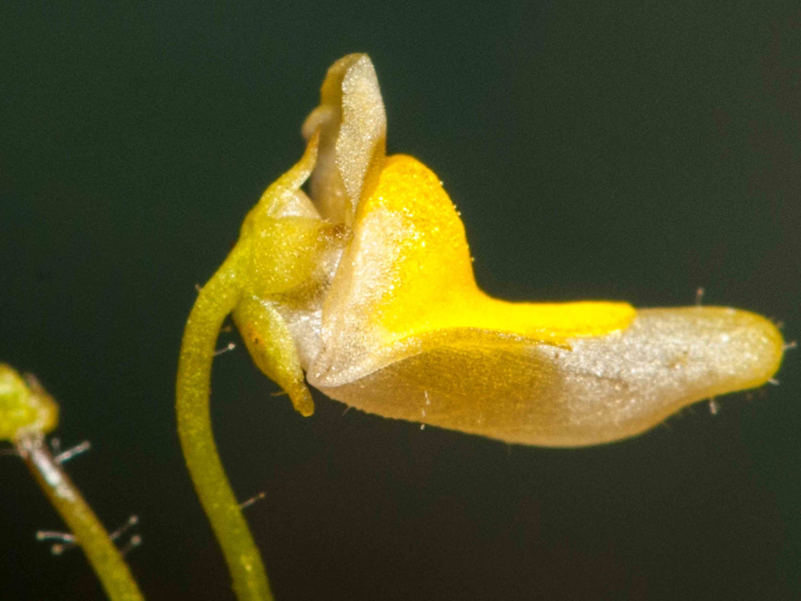 Blog sur les plantes carnivores - Eden Carnivore - Astuces et Conseils