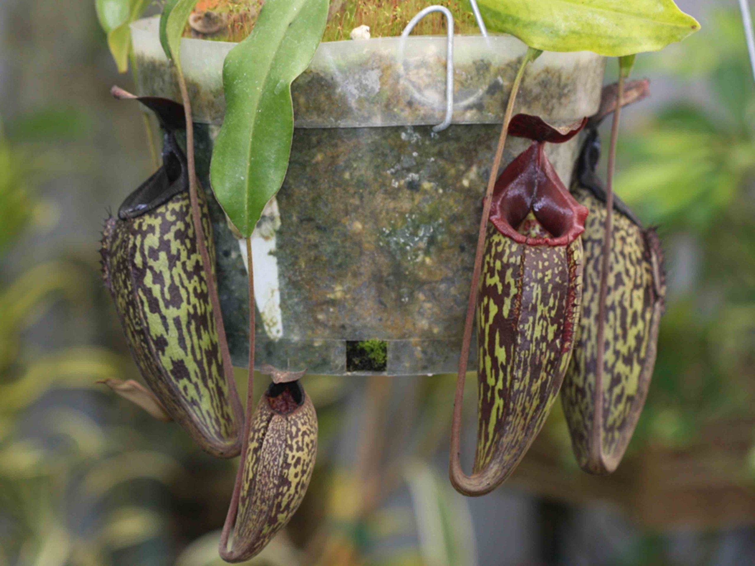 Blog sur les plantes carnivores - Eden Carnivore - Astuces et Conseils