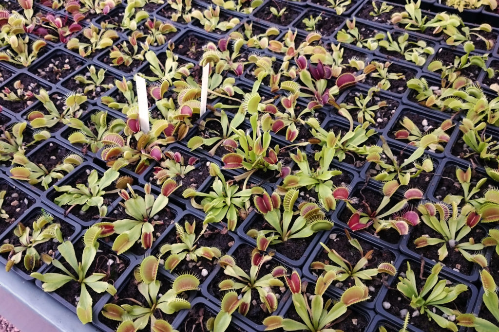 Reproduction Dionaea Muscipula: Dionaea Muscipula – QNANCK