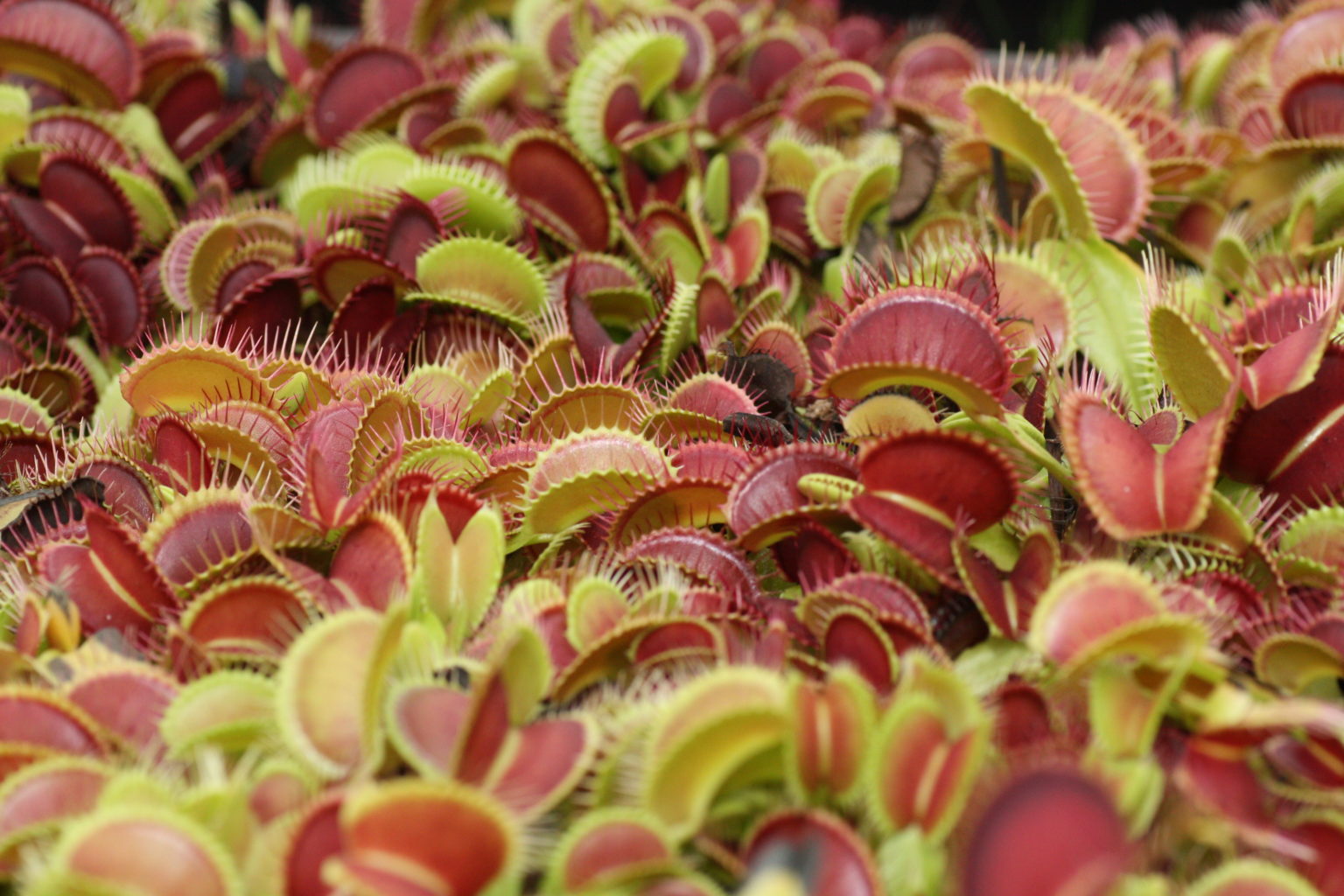 La reproduction du Dionaea muscipula - Eden Carnivore