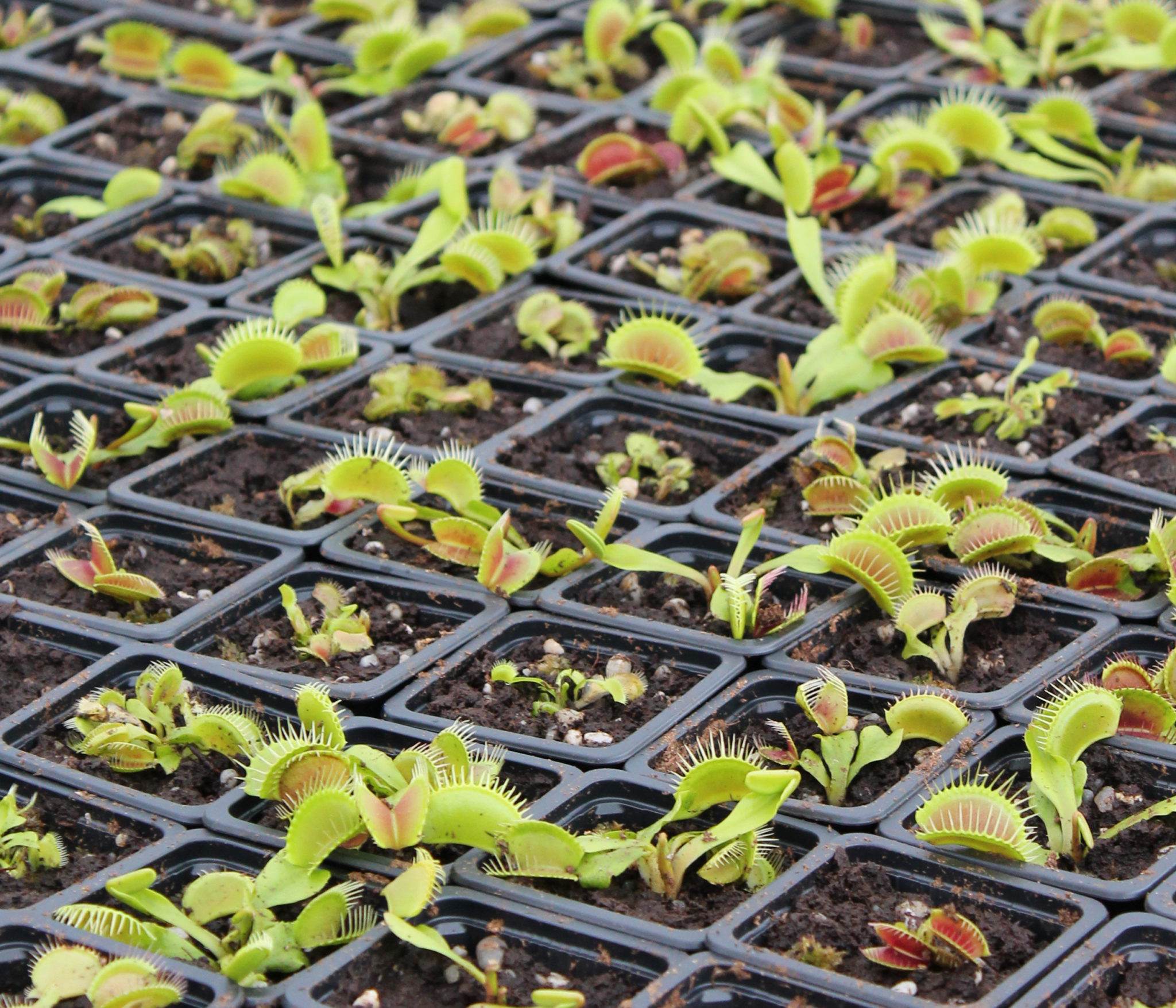 La reproduction du Dionaea muscipula - Eden Carnivore