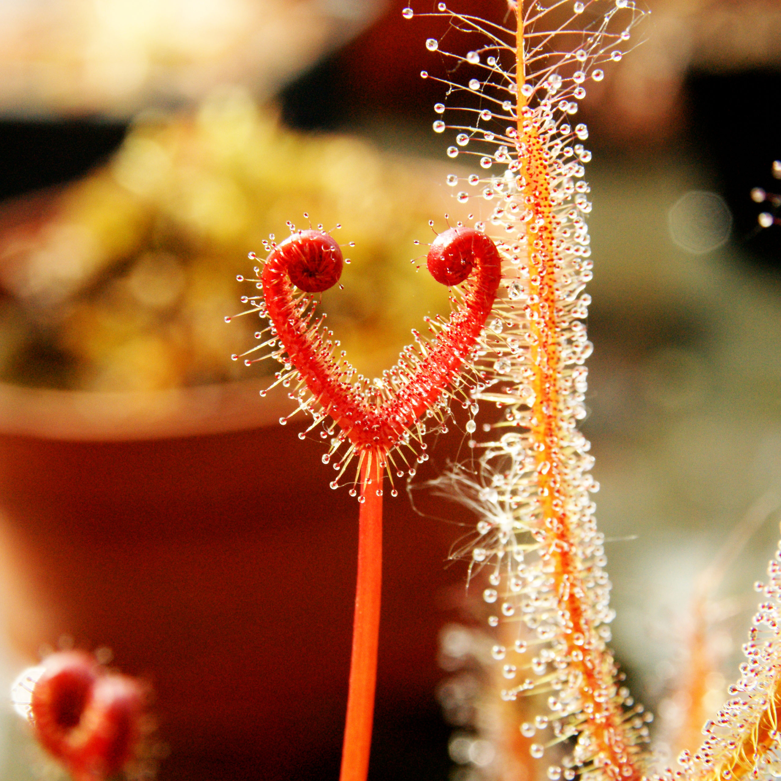 Drosera binata "feuilles cuivrées" - Eden Carnivore