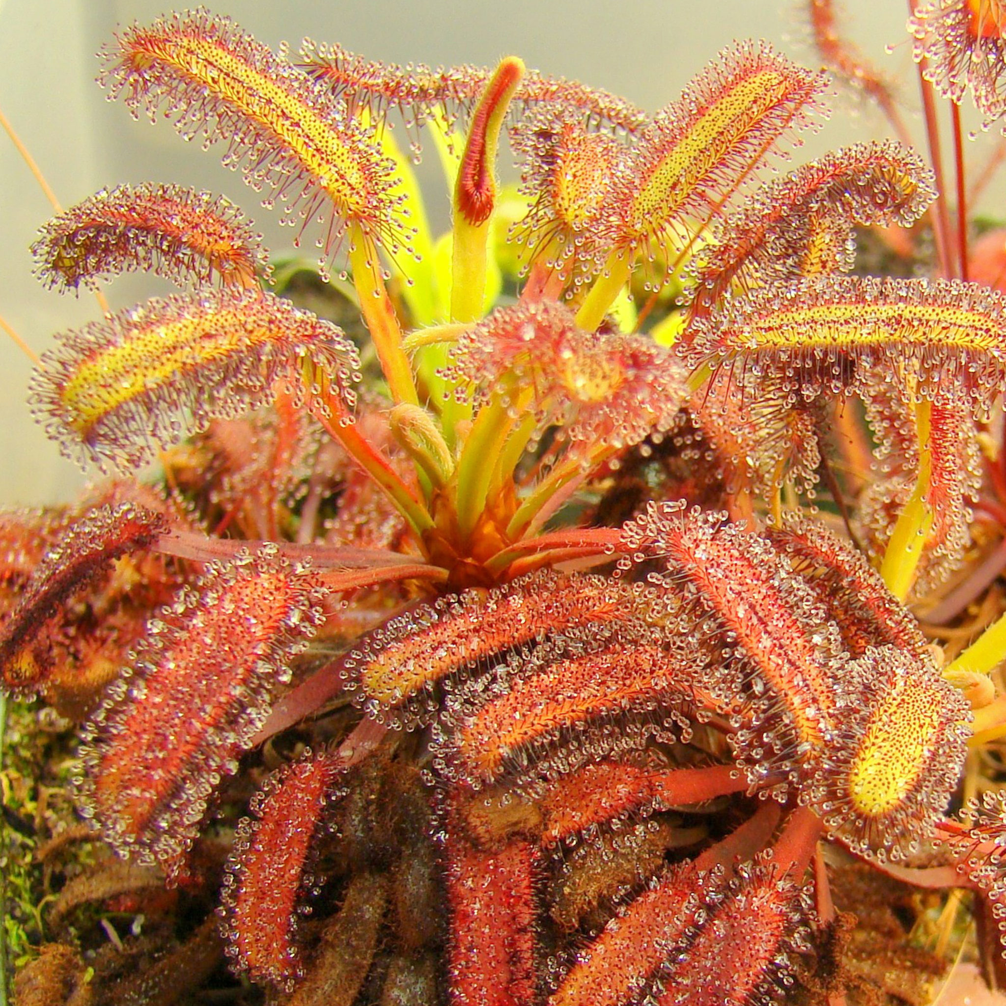 Drosera binata var. multifida f. extrema - Eden Carnivore