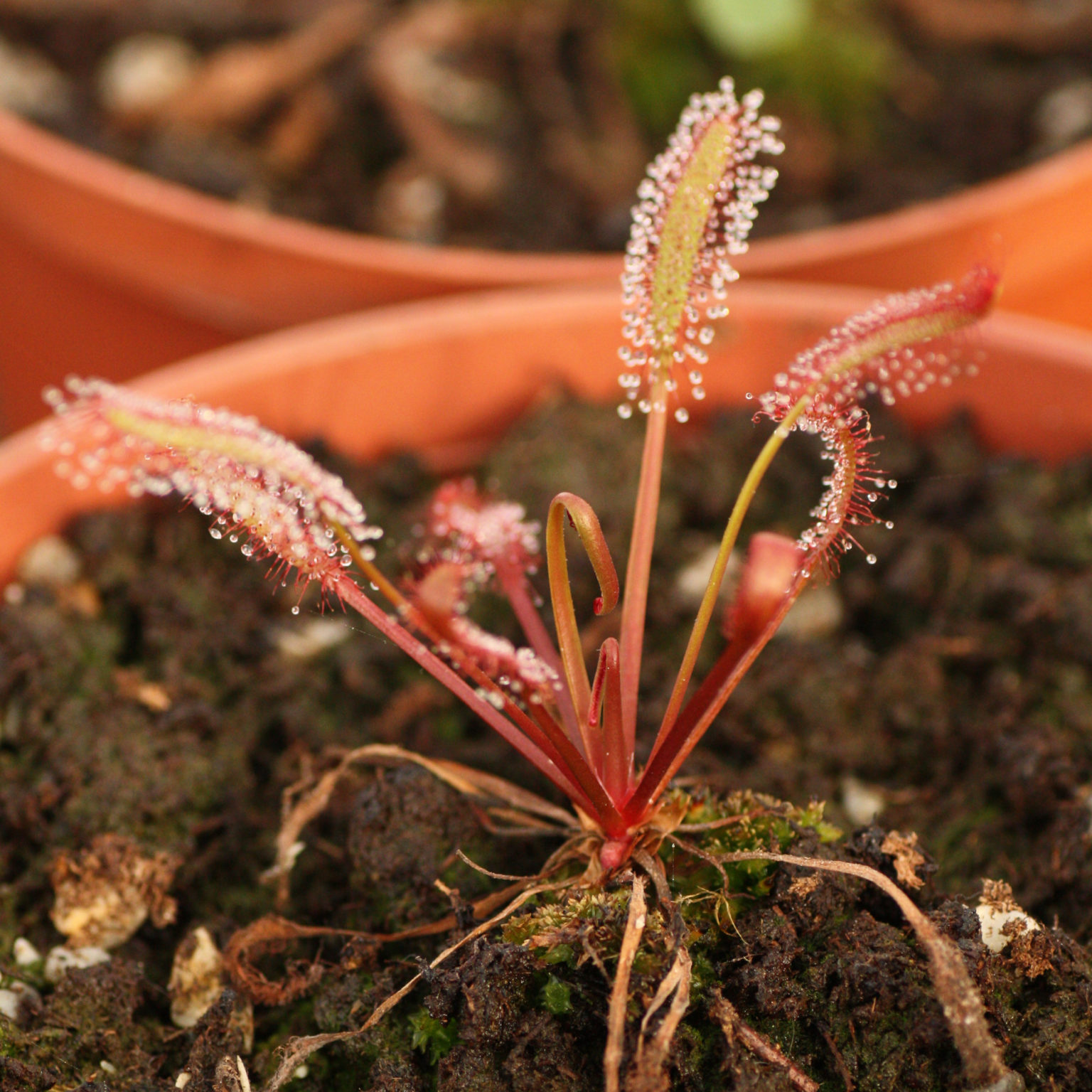 Drosera capensis "red" - Eden Carnivore