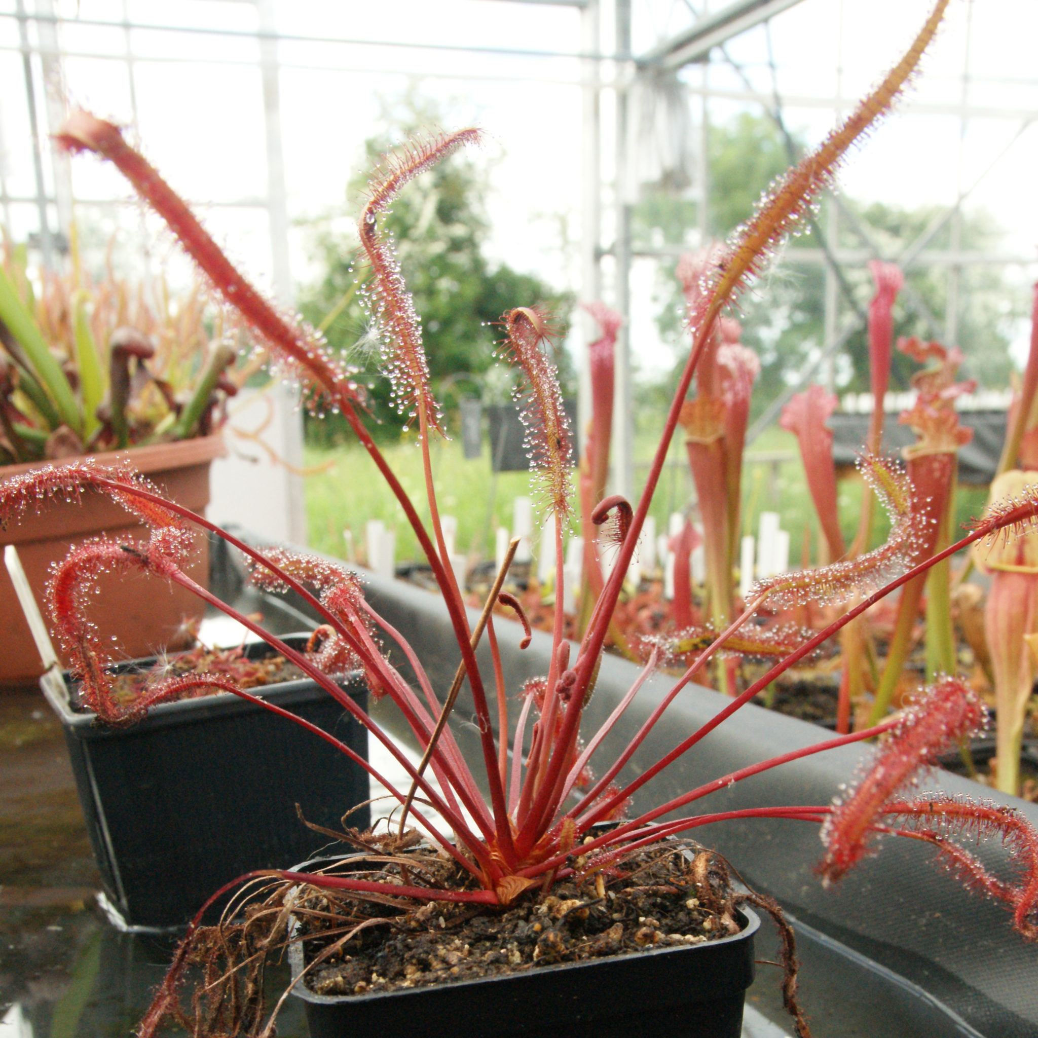 Drosera capensis "red" - Eden Carnivore