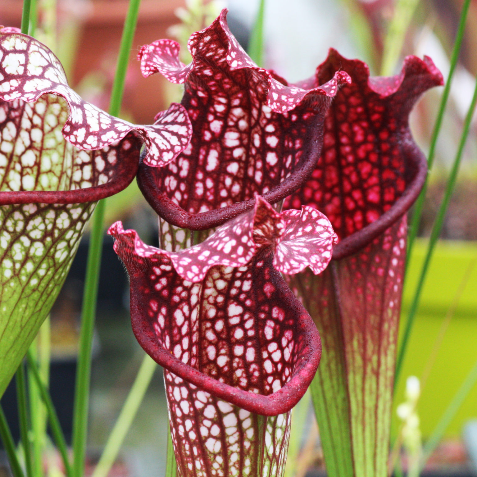 Sarracenia bella - Eden Carnivore