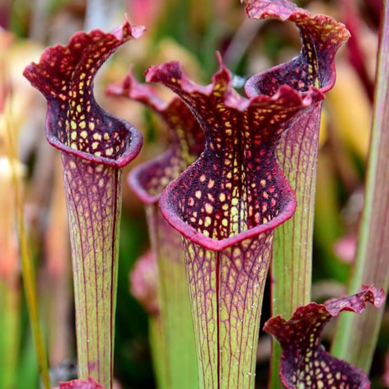 Sarracenia farnhamii - Eden Carnivore