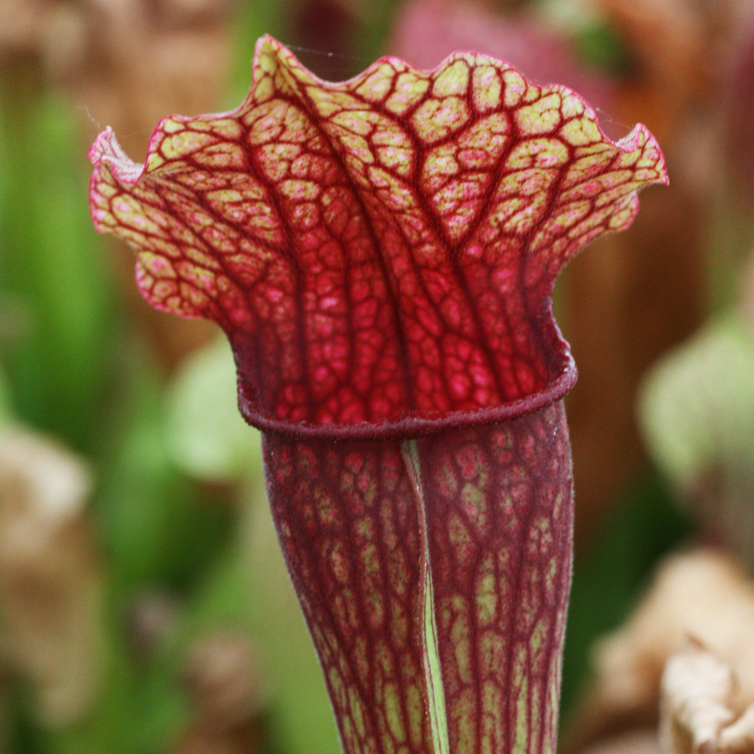 Sarracenia barba - Eden Carnivore
