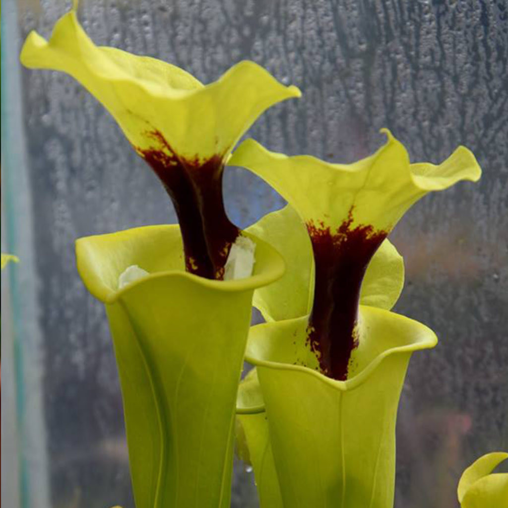 La reproduction du Dionaea muscipula - Eden Carnivore
